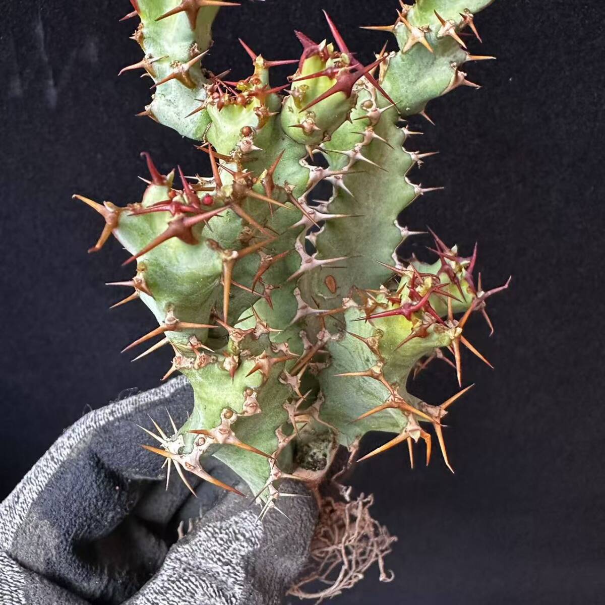 D-55塊根植物 サボテン 多肉植物 実生 Euphorbia Tortirama ユーフォルビアトルチラマ 極美極上品(サボテン)｜売買されたオークション情報、yahooの商品情報を ...