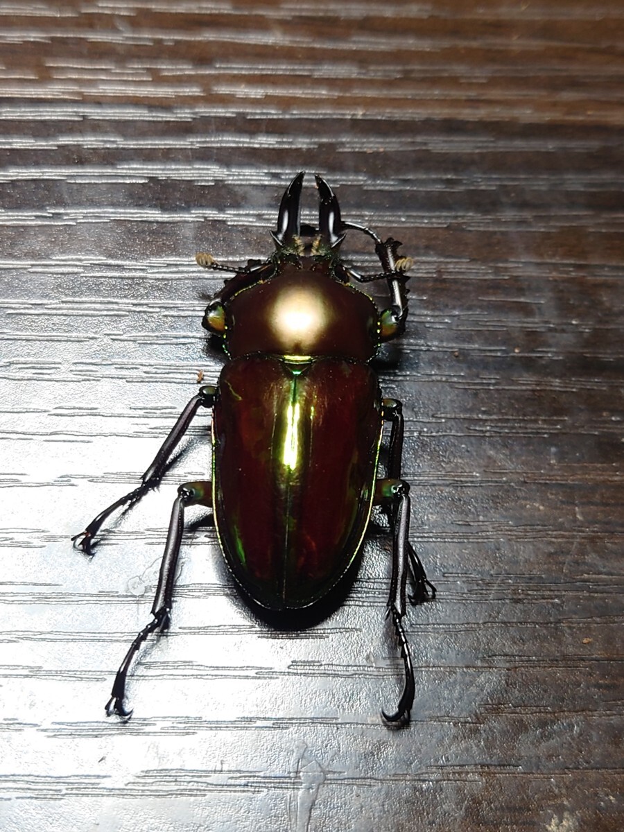 Yahoo!オークション - ニジイロクワガタ クイーンズランド産 CBF1 オス...