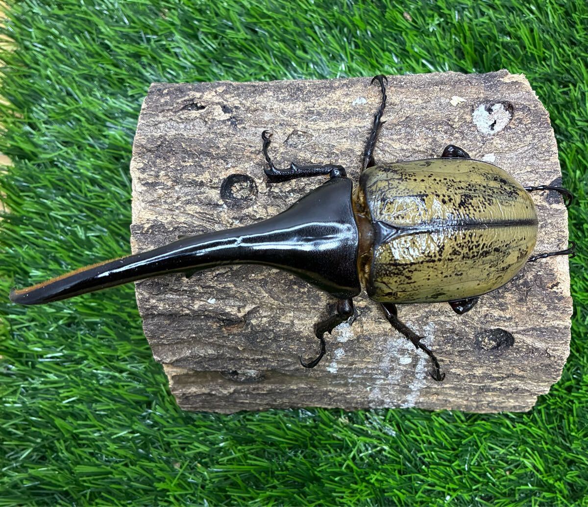 Yahoo!オークション - DHヘラクレスオオカブト ♂オス 158mm（パチ...