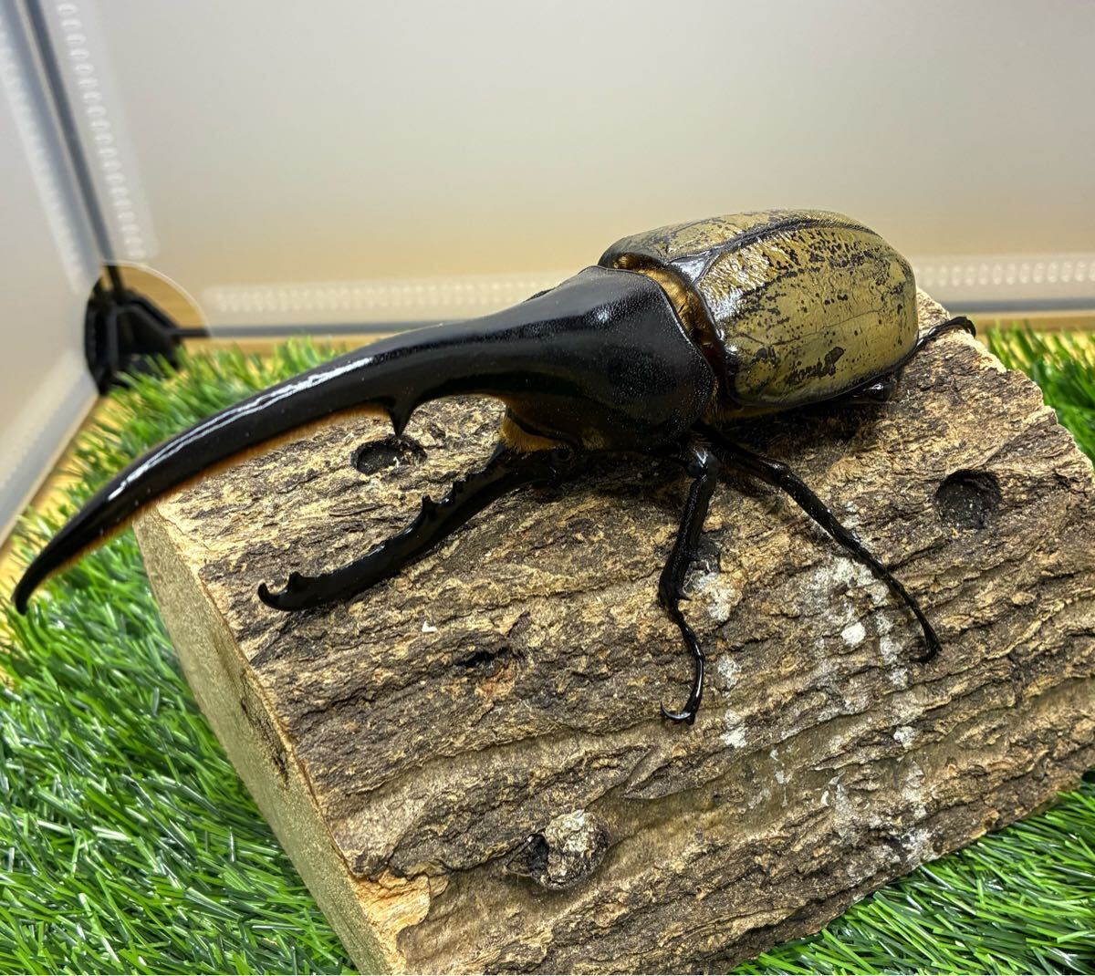 Yahoo!オークション - DHヘラクレスオオカブト ♂オス 158mm（パチ...