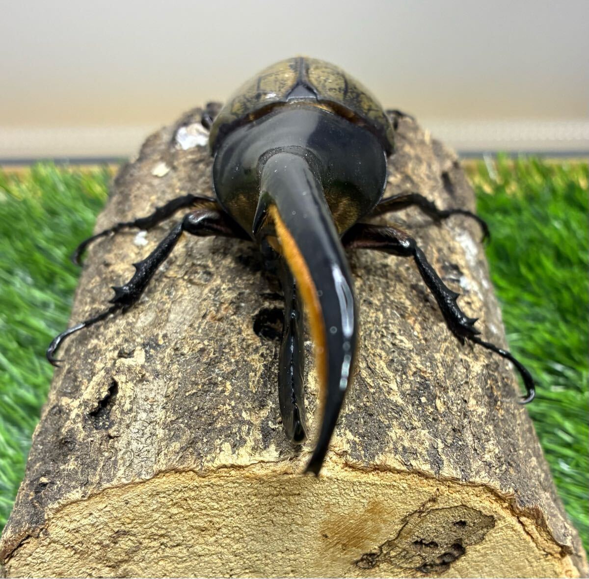 Yahoo!オークション - DHヘラクレスオオカブト ♂オス 158mm（パチ...