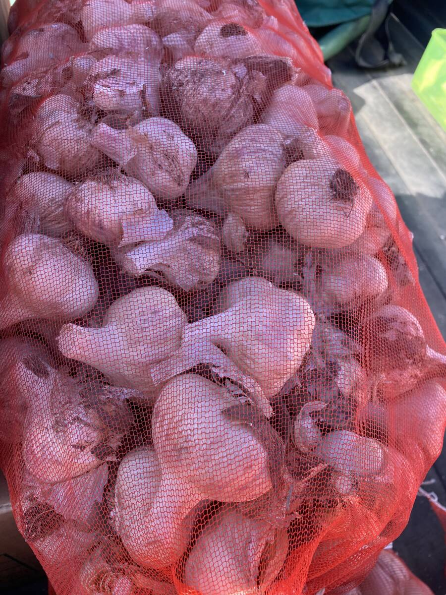 Yahoo!オークション - 新物 青森県 生にんにく10Kg M.L.2L