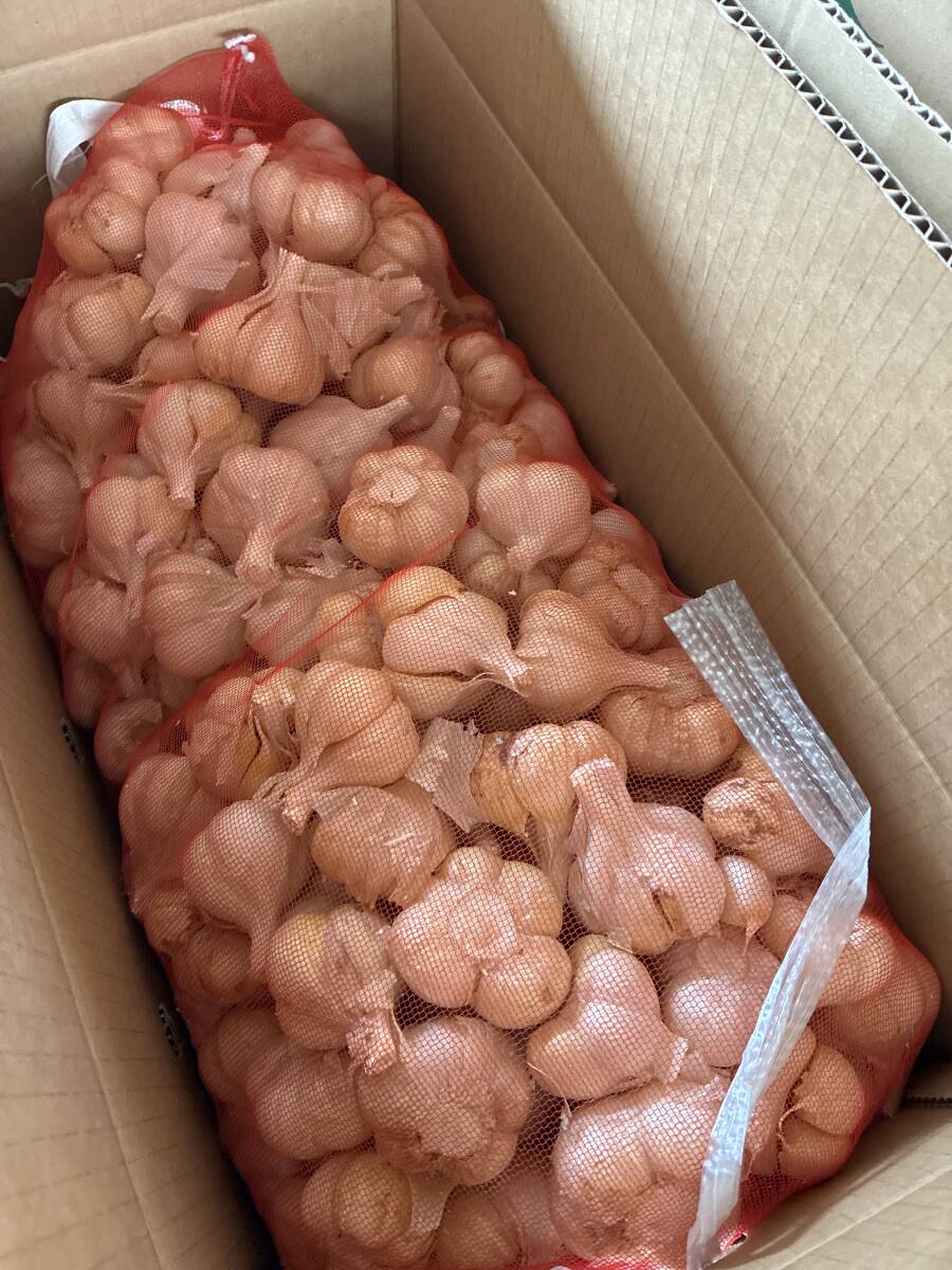 Yahoo!オークション - 青森県 乾燥にんにく10Kg M L 加工オススメ