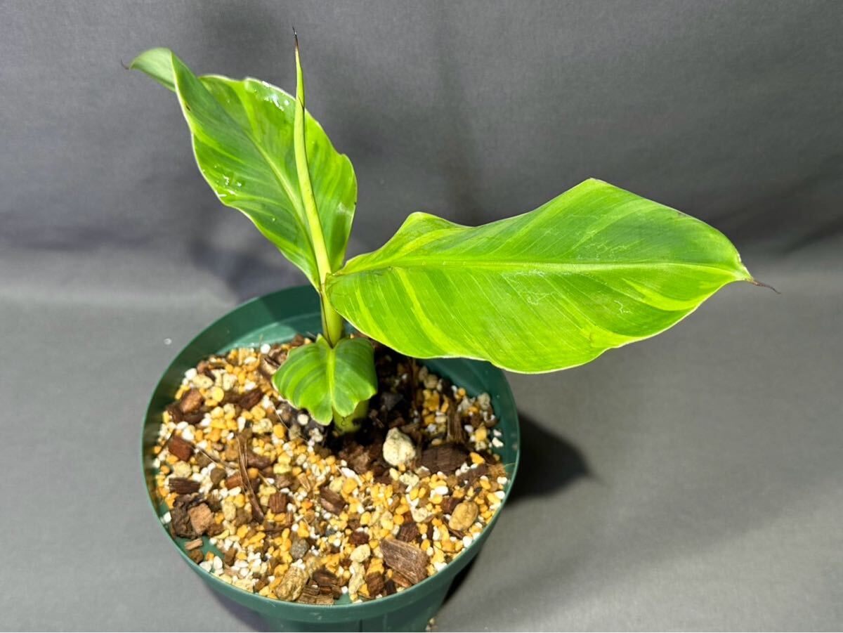 Yahoo!オークション - 【hime plants】 極レア Musa hom batum florida...