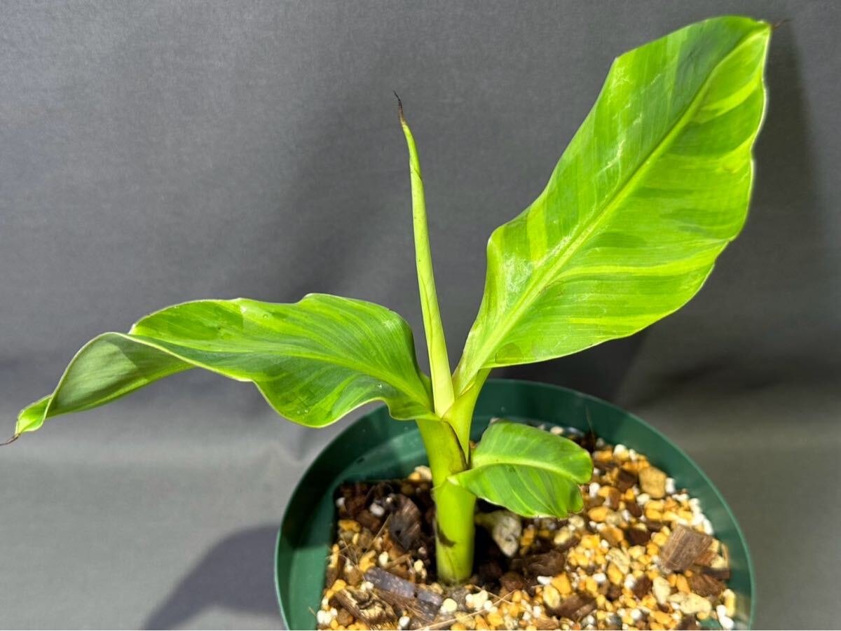 Yahoo!オークション - 【hime plants】 極レア Musa hom batum florida...