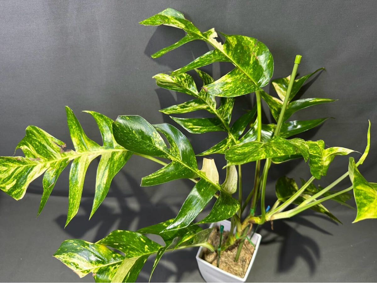 Yahoo!オークション - 【hime plants】Epiprenatum golden frame エピ...