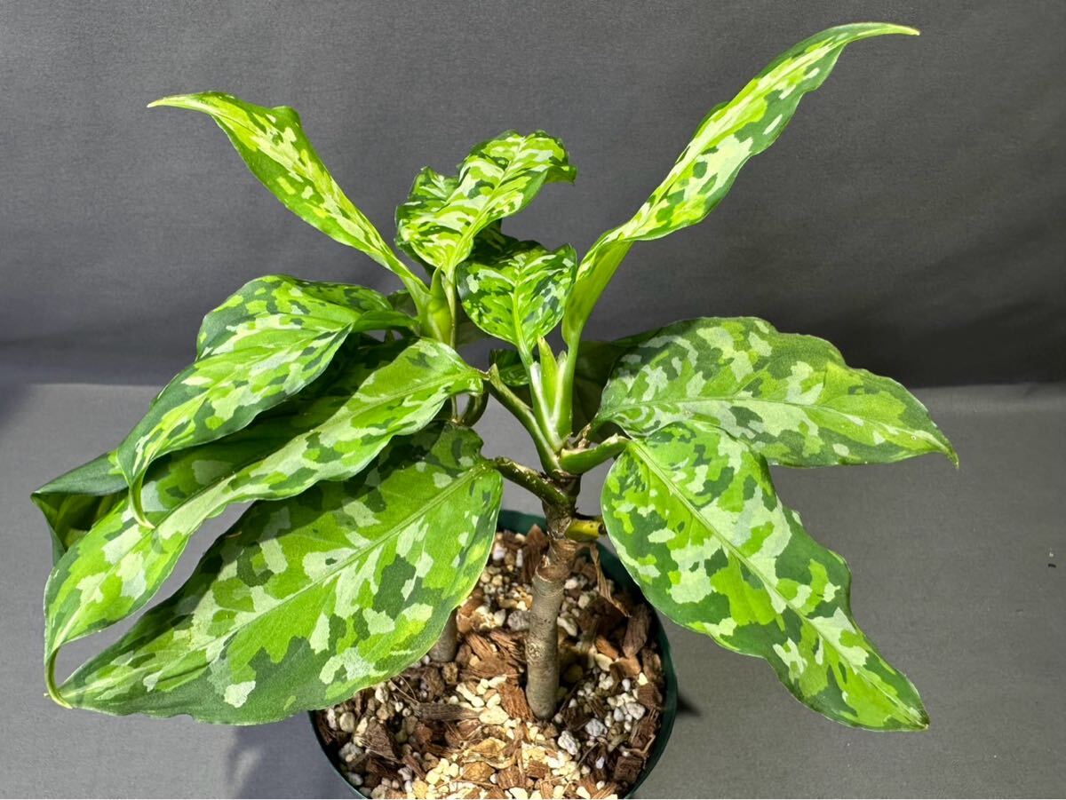 Yahoo!オークション - 【hime plants】アグラオネマピクタム トリカラ...