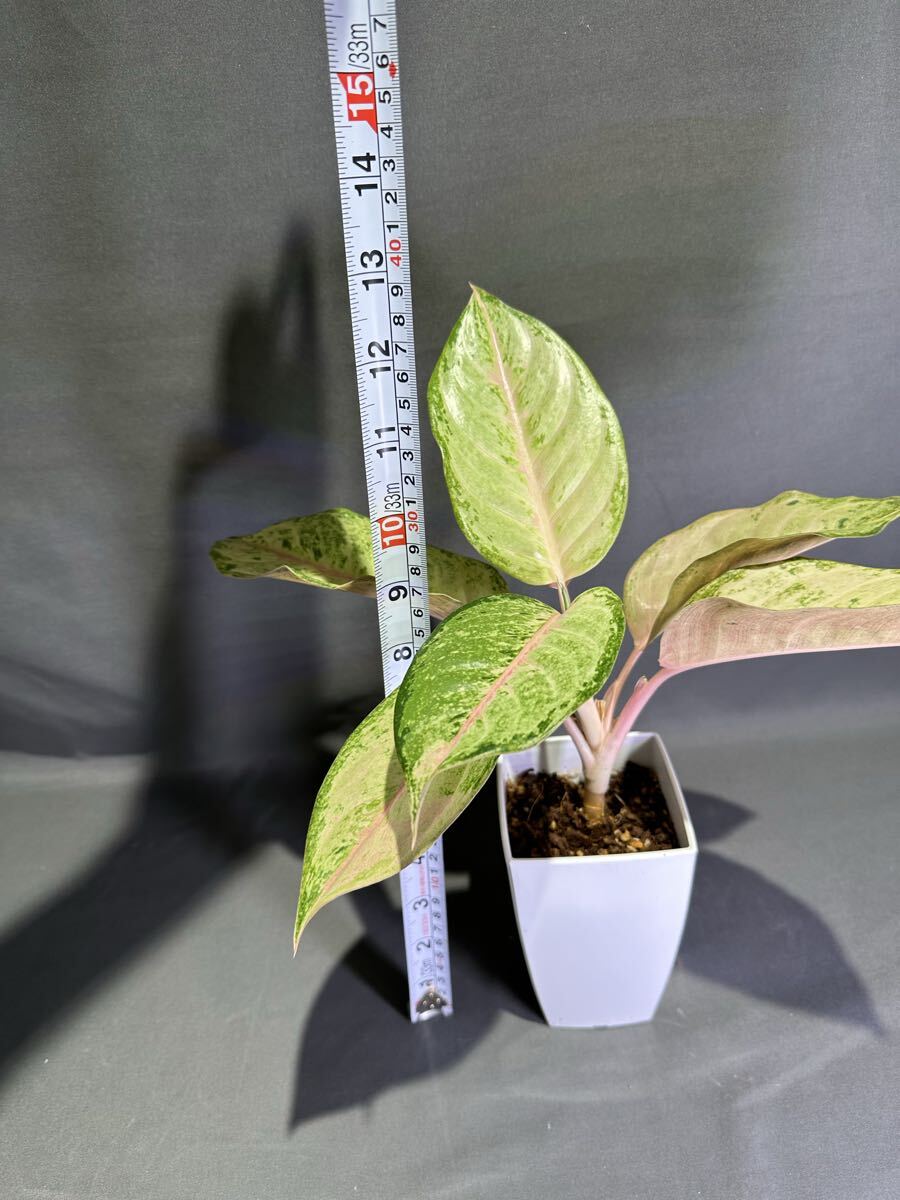 Yahoo!オークション - 【hime_plants】アグラオネマ フローズン