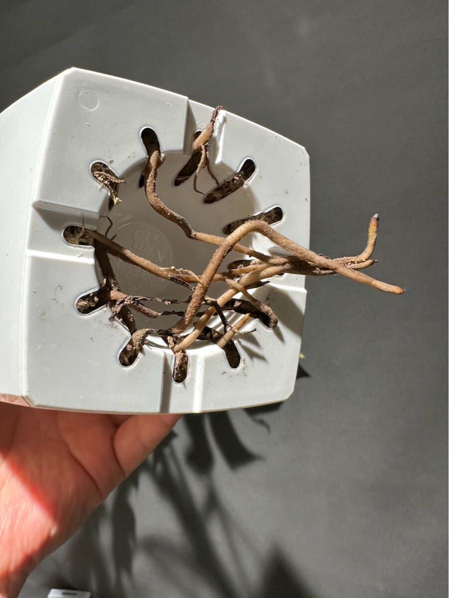 Yahoo!オークション - 【hime plants】Epiprenatum golden frame エピ...