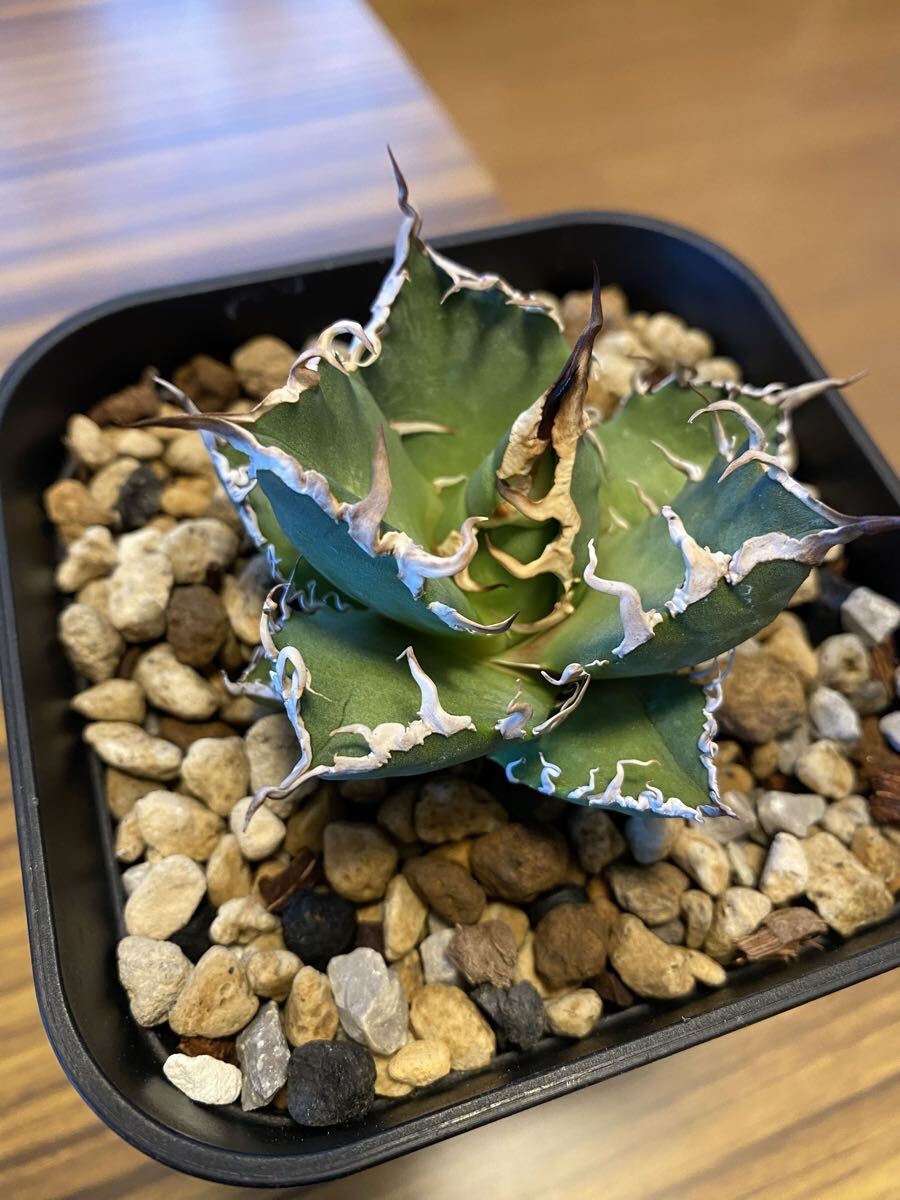 Yahoo!オークション - アガベ チタノタ シーザー lize産 優良血統