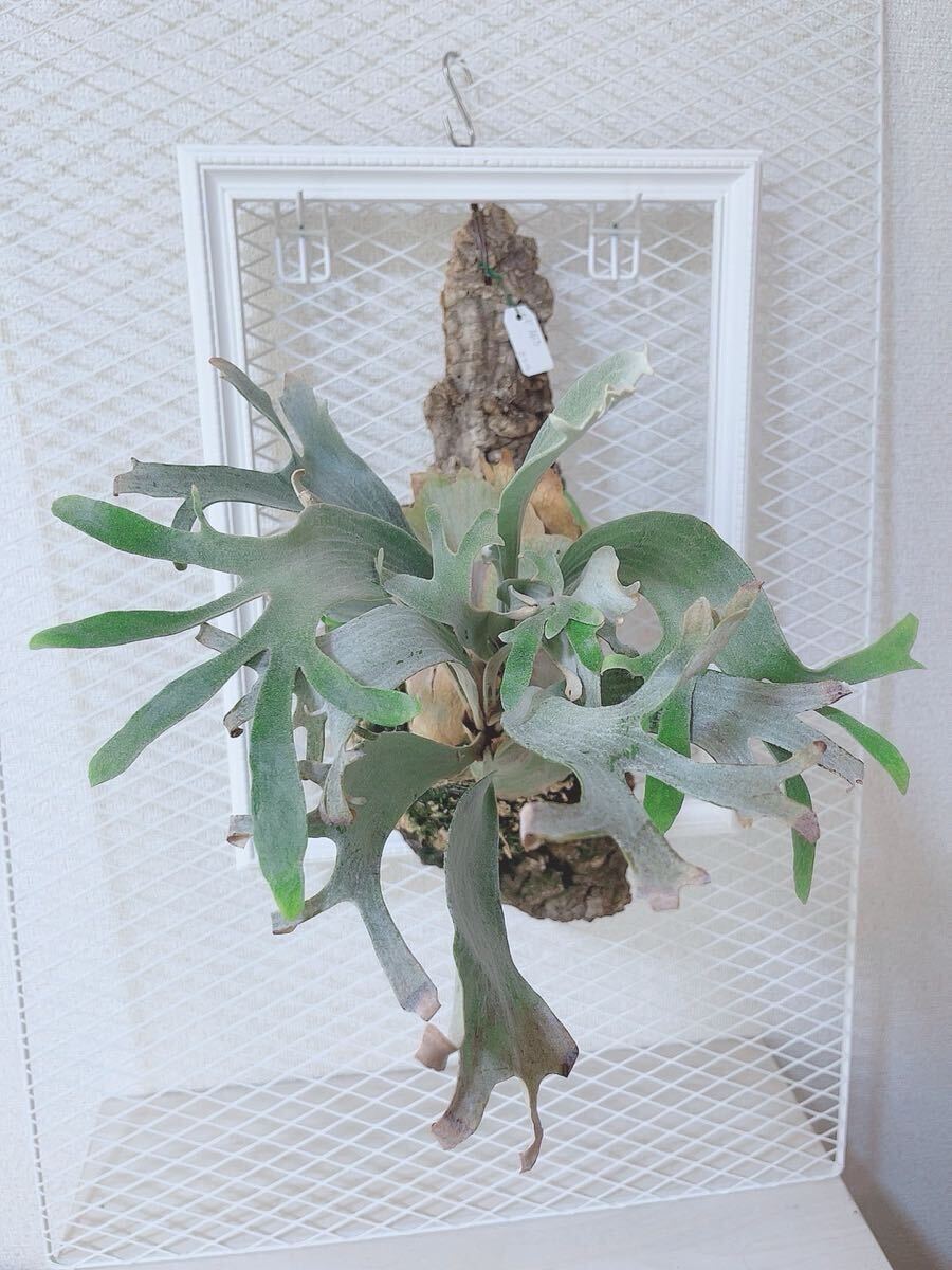 Yahoo!オークション - 【レア初出品】P.AB3の変異株