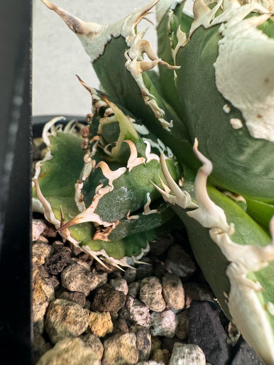 Yahoo!オークション - アガベ 大白鯊 ホホジロザメ lize血統 子株 検)...