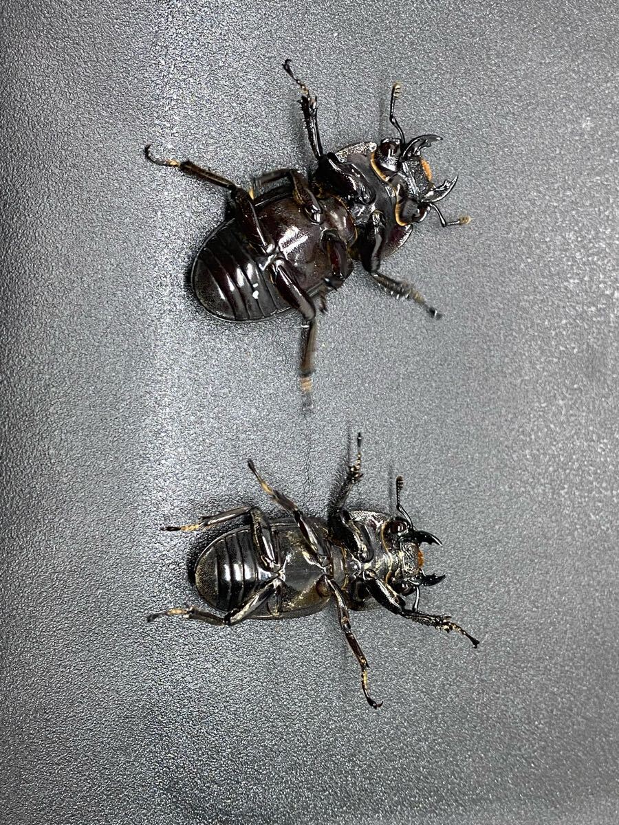 Yahoo!オークション - スマトラオオヒラタクワガタ トリオ WF2 新成虫 ...