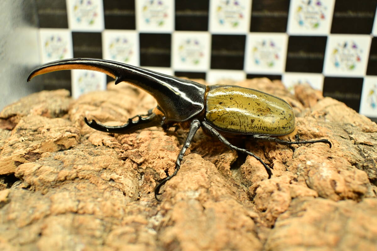 Yahoo!オークション - DHヘラクレスオオカブト 新成虫 ♂単品 WF3 ④