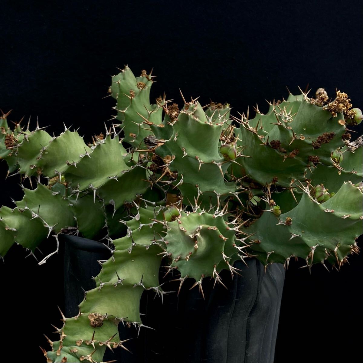 Yahoo!オークション - σ ユーフォルビア トルチラマ 抜き苗特選クロー...