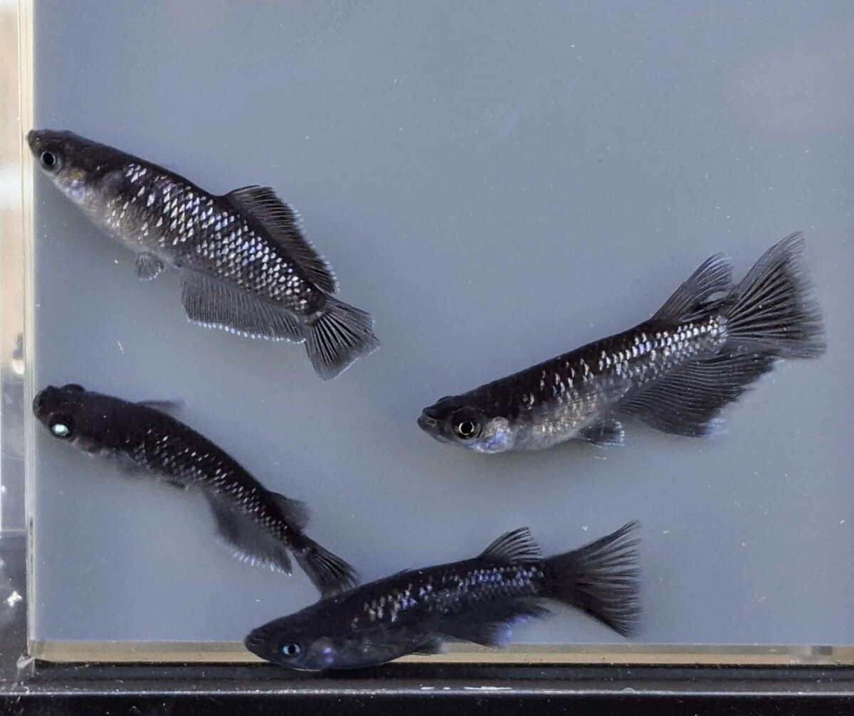 Yahoo!オークション - めだか アルティマニア黒閃RLF 2ペア+♂ 検索用...