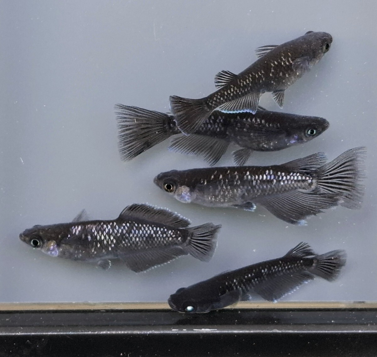 Yahoo!オークション - めだか アルティマニア黒閃RLF 2ペア+♂ 検索用...