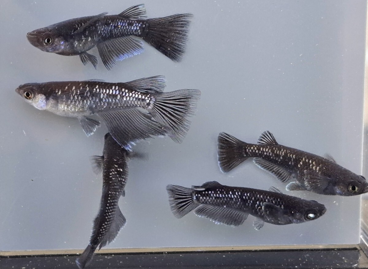 Yahoo!オークション - めだか アルティマニア黒閃RLF 2ペア+♂ 検索用...