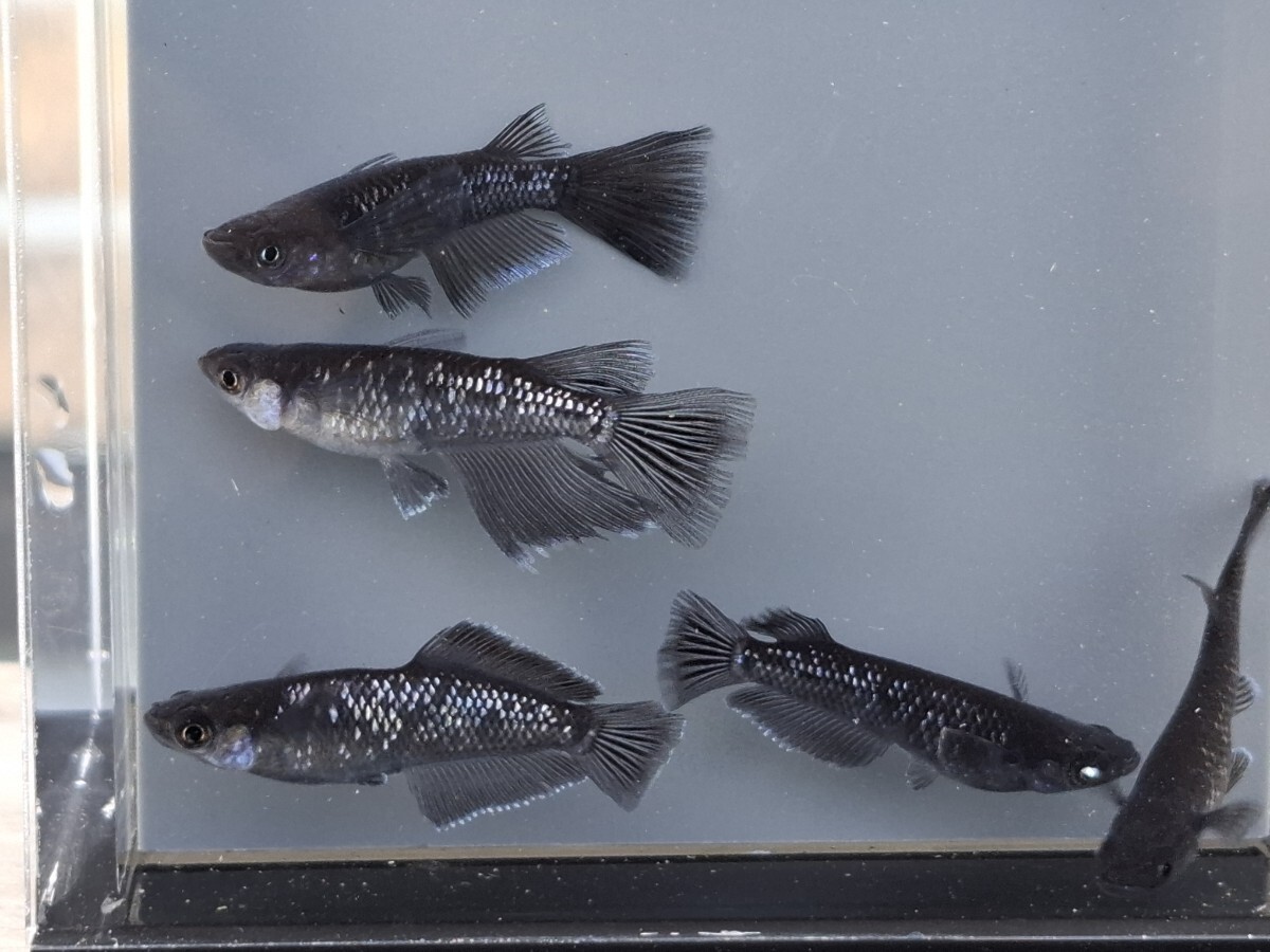 Yahoo!オークション - めだか アルティマニア黒閃RLF 2ペア+♂ 検索用...