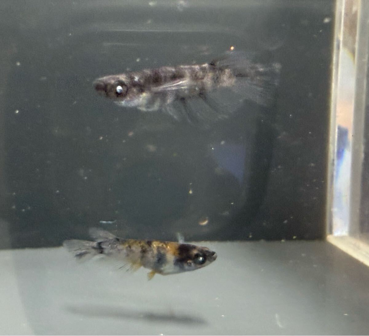 Yahoo!オークション - 【現物出品】 和墨白銀三色 RLF 1ペア 産卵中 種...