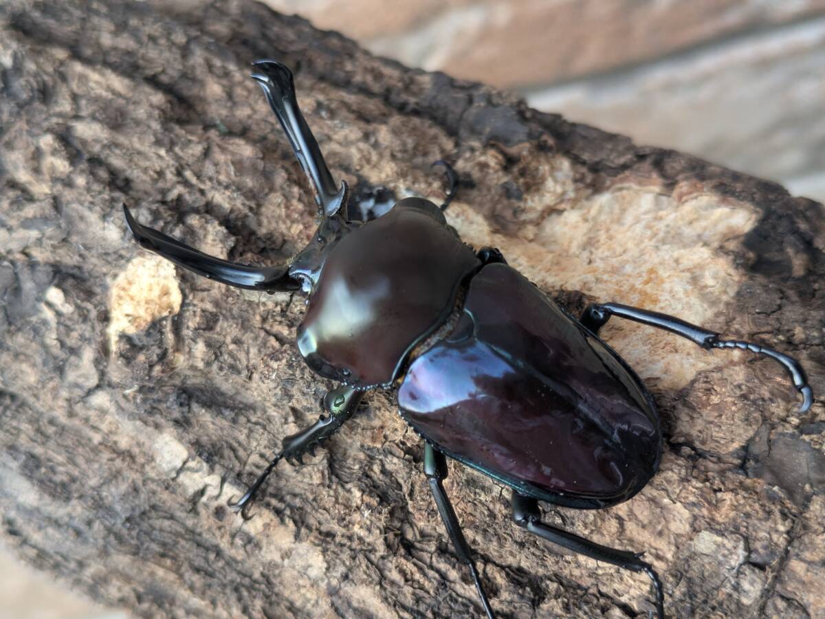 Yahoo!オークション - 【RTN本家累代品】 ニジイロクワガタ 紫紺系ピ...