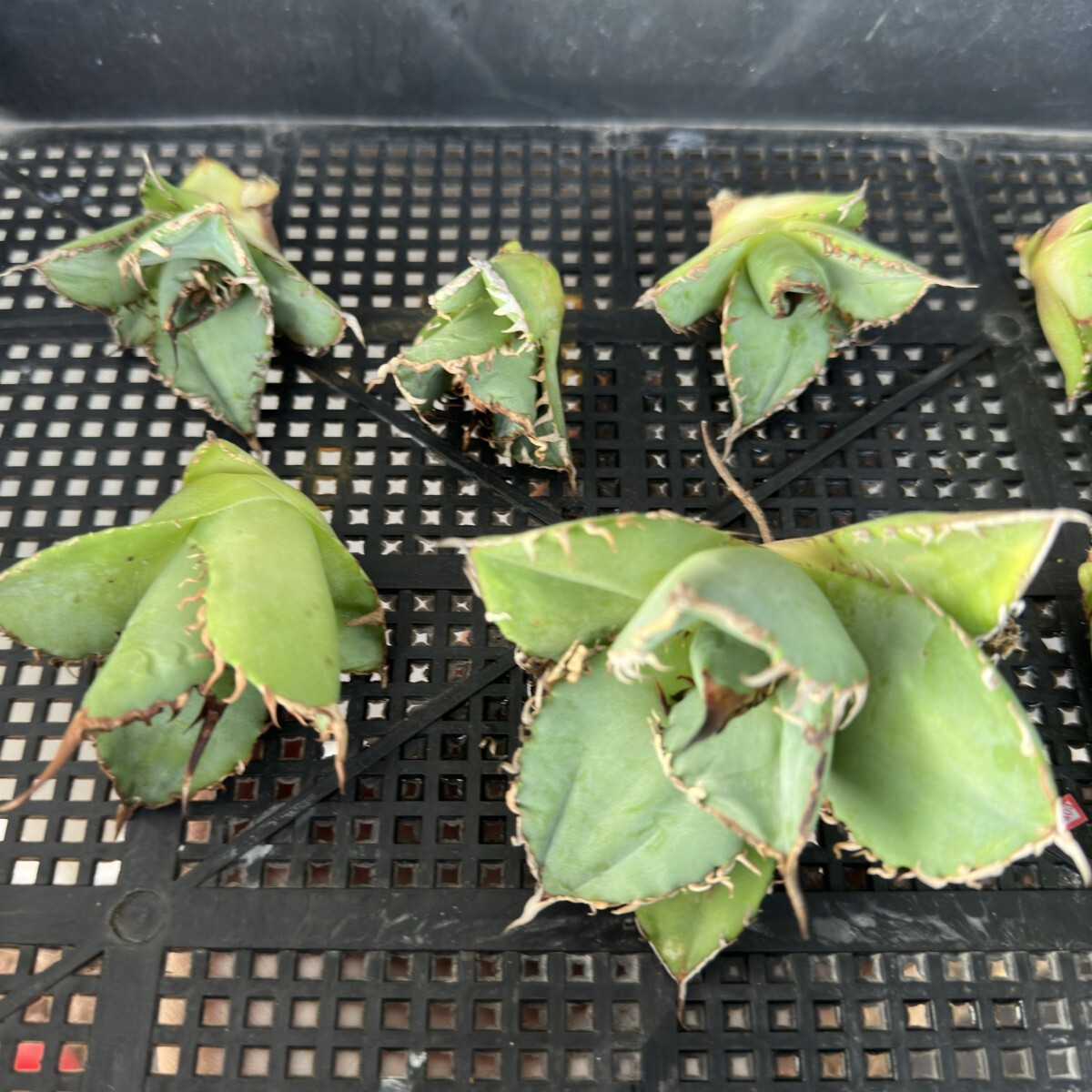 Yahoo!オークション - 【L LONG】J23 多肉植物アガベ agave チタノタ ...