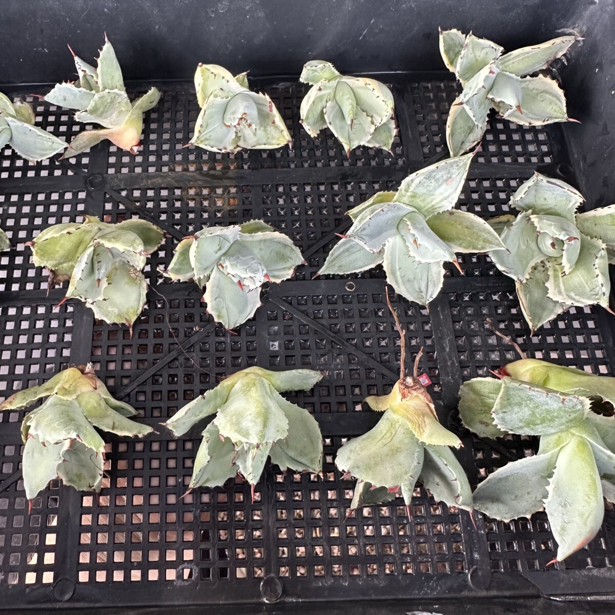 Yahoo!オークション - 【L LONG】J15 多肉植物 アガベ 王妃兜蟹錦 連棘...