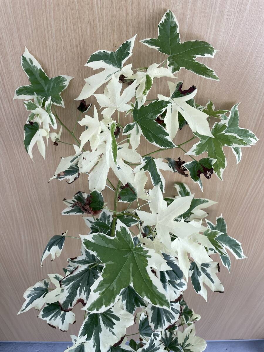 Yahoo!オークション - 現品 覆輪アメリカフー 草丈約106cm 16cm鉢 7-4