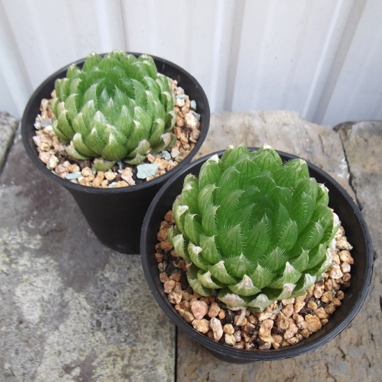 Yahoo!オークション - 2株『ハオルチア・クーペリ・ゴルドニアナ Hawo...