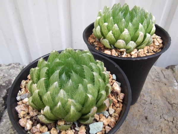 Yahoo!オークション - 2株『ハオルチア・クーペリ・ゴルドニアナ Hawo...