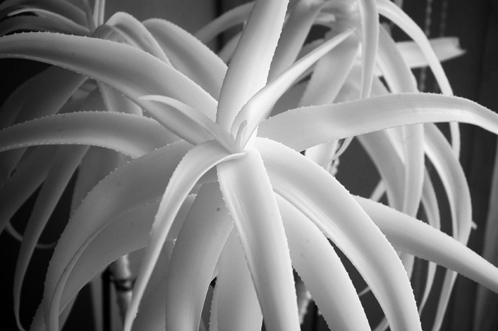 Yahoo!オークション - 近赤外線領域撮影用改造機 Nikon D70 3200