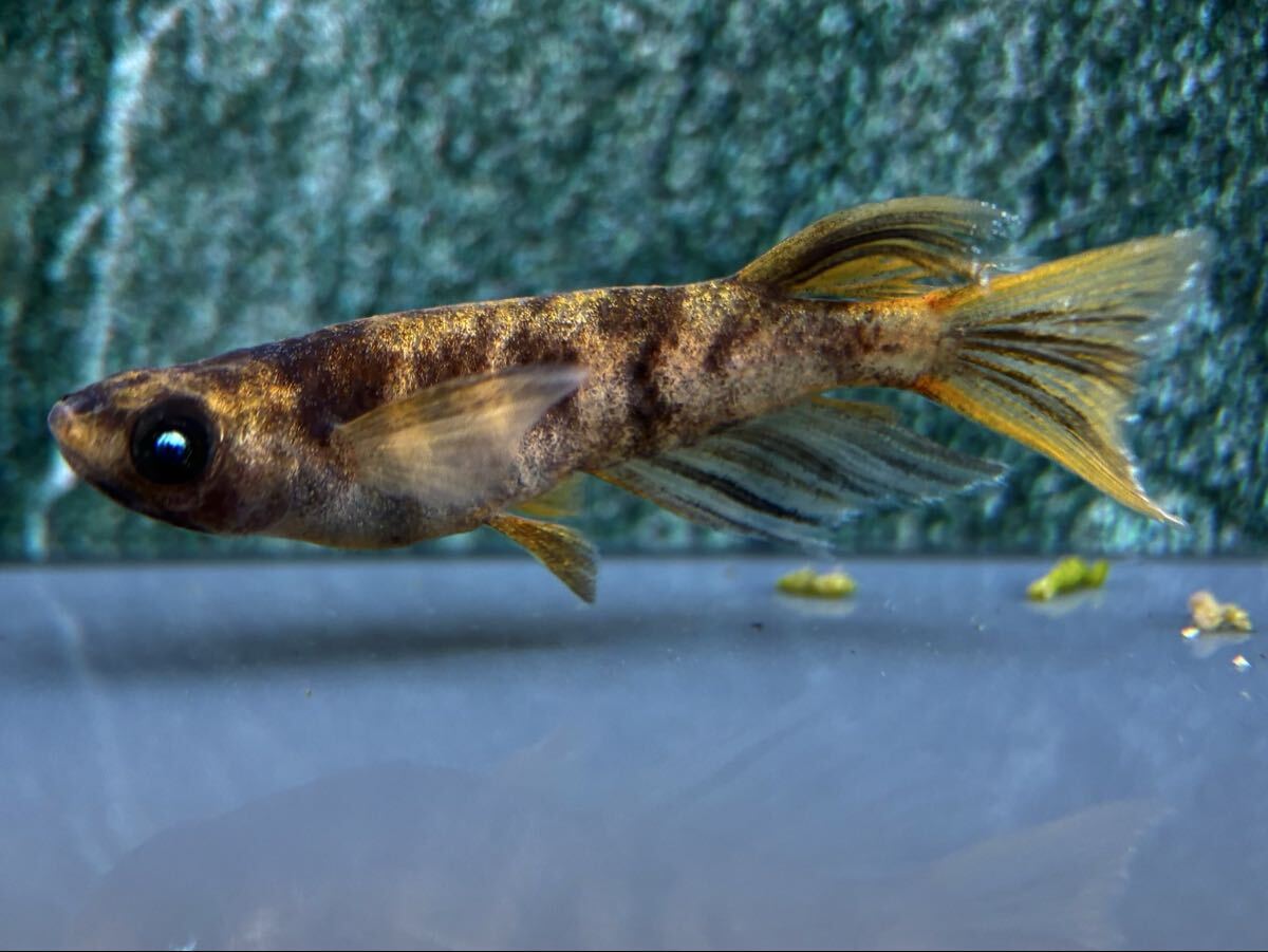 Yahoo!オークション - 【sazabi killifish】現物出品 AW-03R 1ペア＋1...