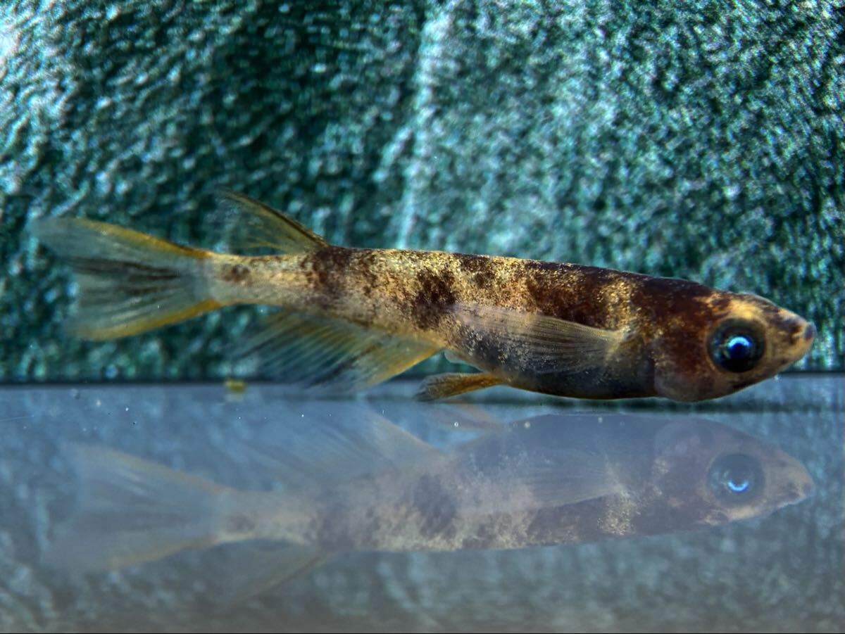 Yahoo!オークション - 【sazabi killifish】現物出品 AW-03R 1ペア＋1...