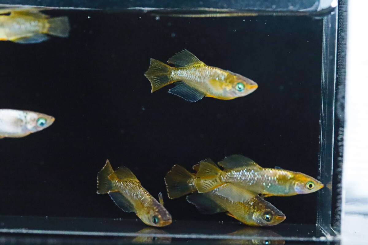 Yahoo!オークション - 丸長メダカ X44【 橙ワイドフィン 西郷めだか様...