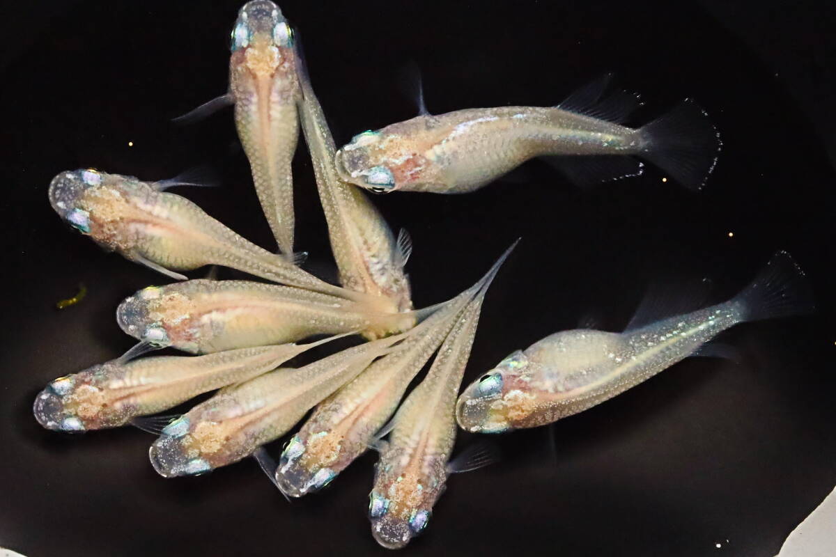 Yahoo!オークション - 丸長メダカ Q44【 ピュアホワイトダルマ 種親ク...