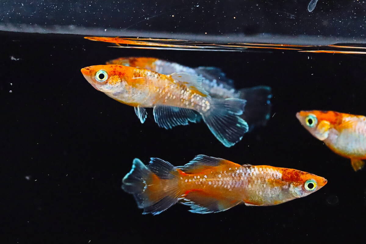 Yahoo!オークション - 丸長メダカ Q35【 NEW 夢菊（ゆめぎく）ハイビス...