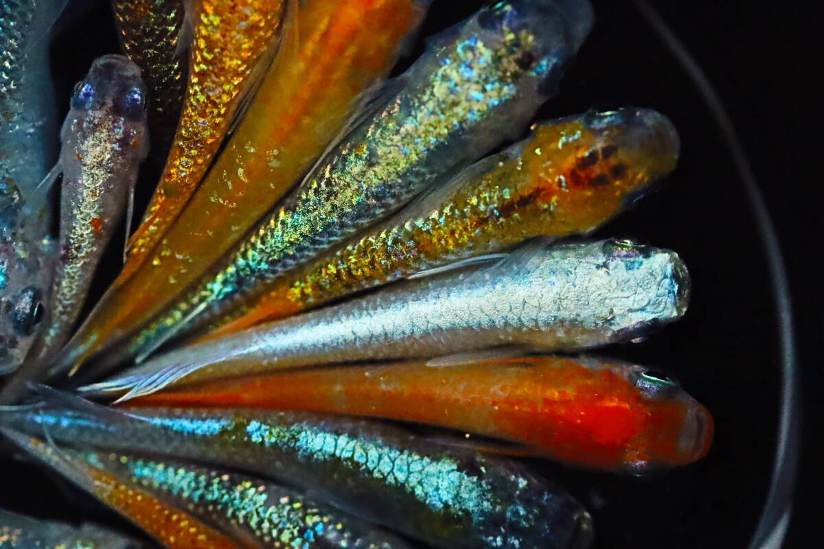 Yahoo!オークション - 丸長メダカ S43【 上物 ミックス 】15匹 めだか ...