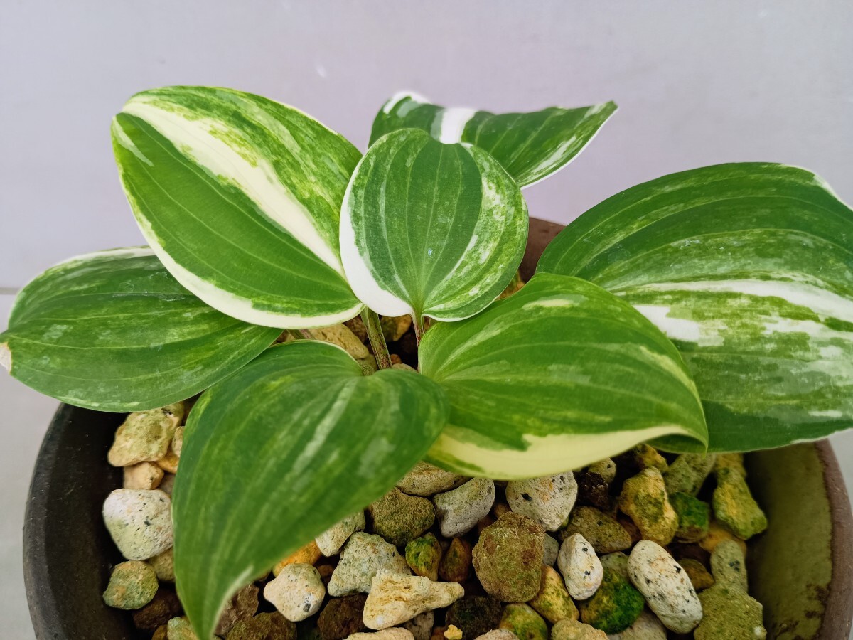 Yahoo!オークション - 山野草斑入りイワギボウシ2