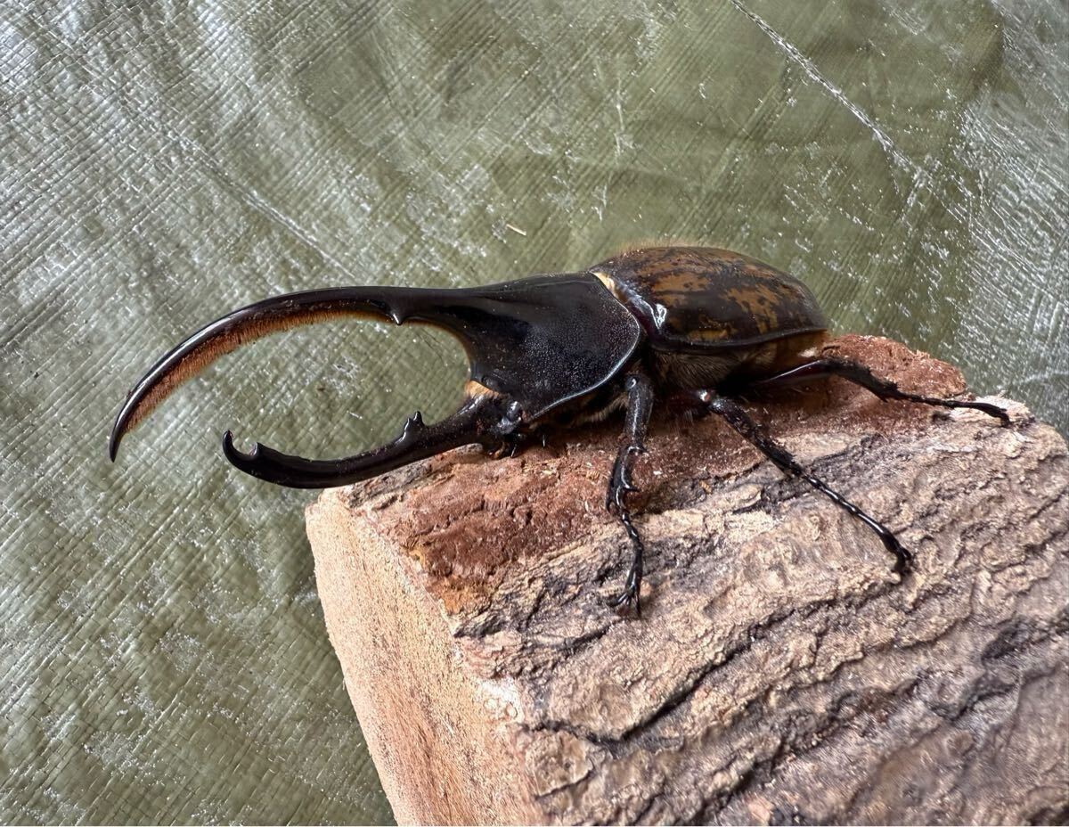 Yahoo!オークション - WF3新成虫ペア ヤンマー ヘラクレス・リッキー ...