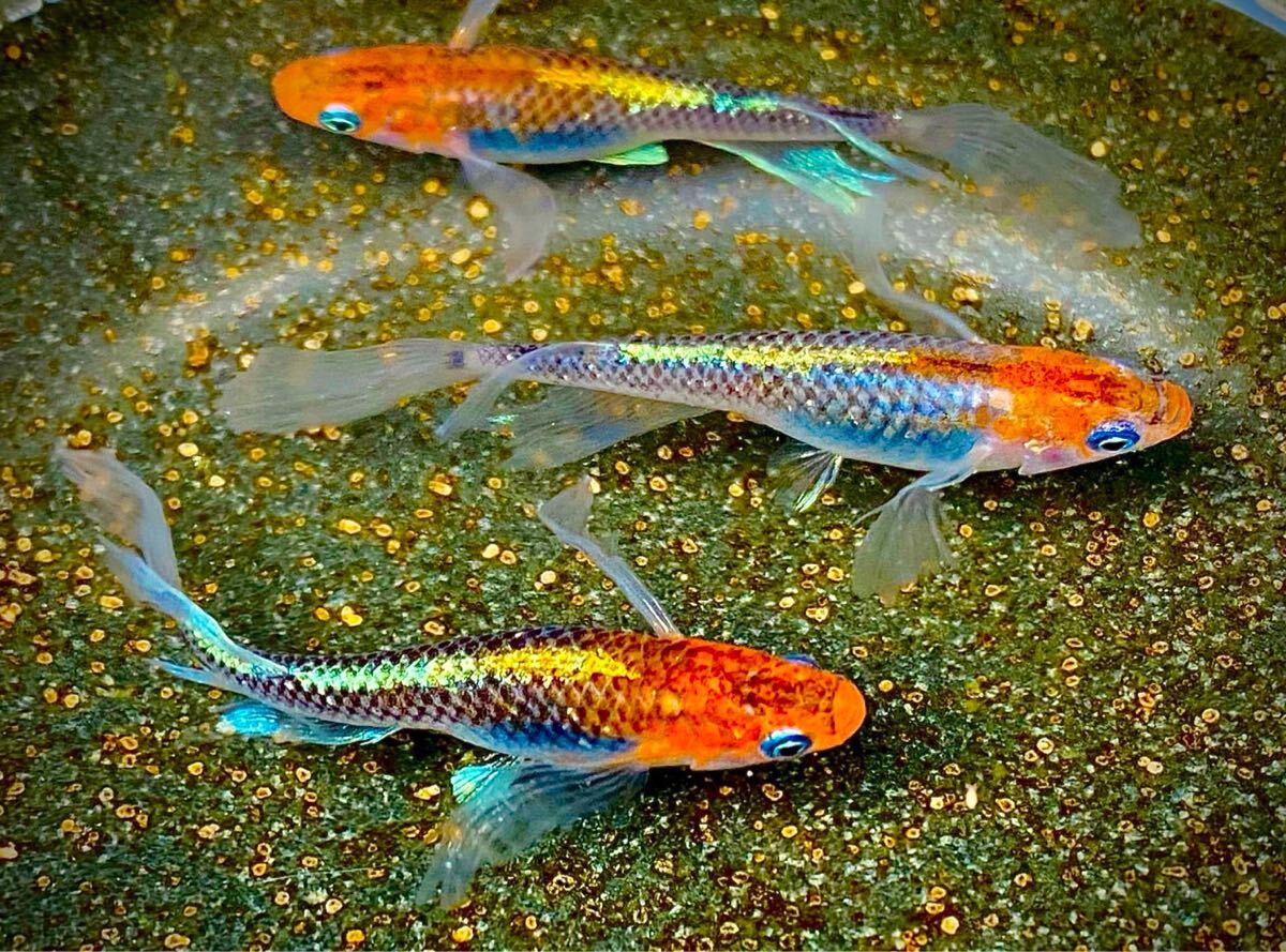 Yahoo!オークション - 雲斎メダカ 極上親使用【煌ラメスワロー】メダカ...