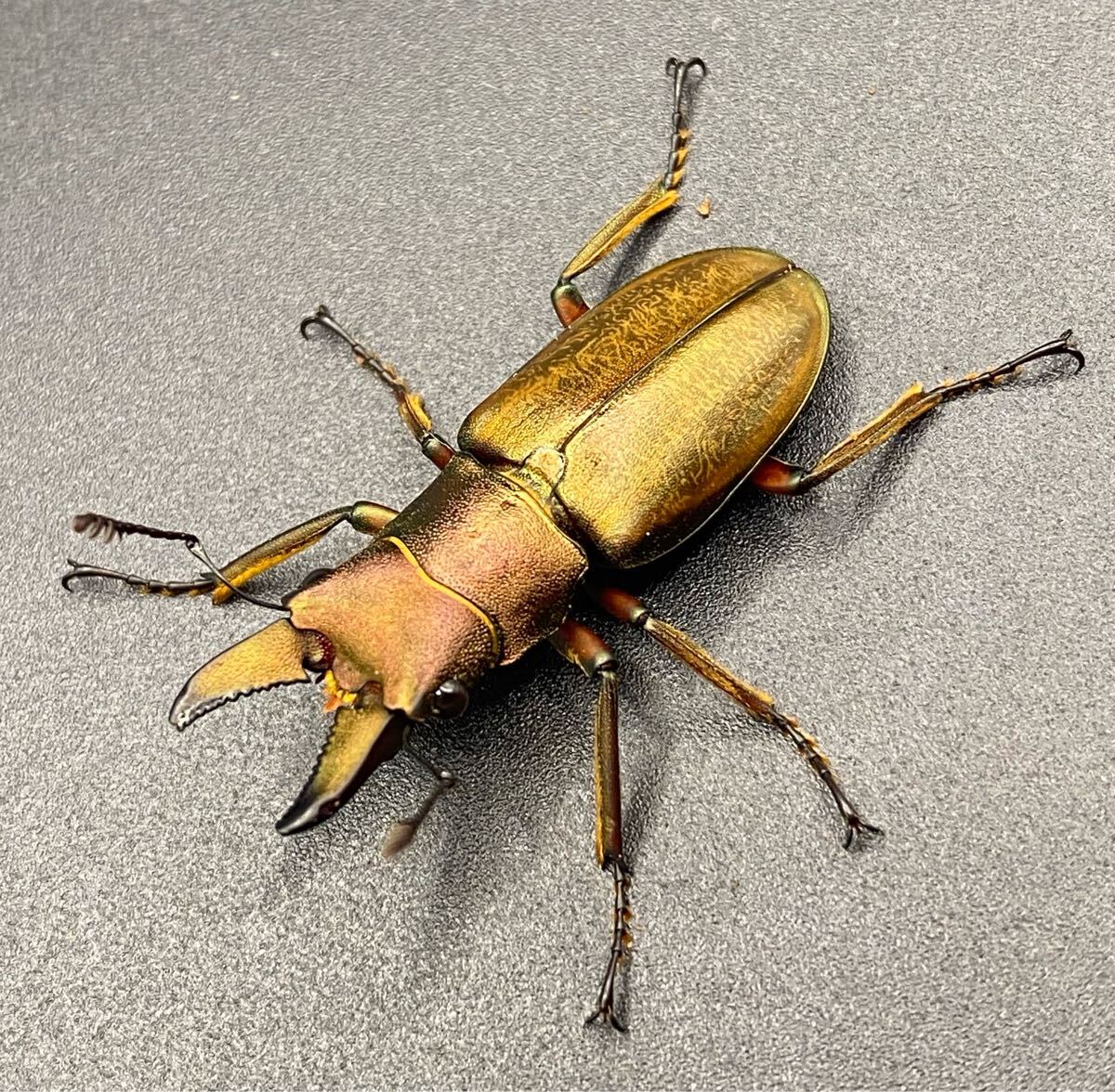 Yahoo!オークション - 後食済 チュウホソアカクワガタ CBF1 オス単 ボ...