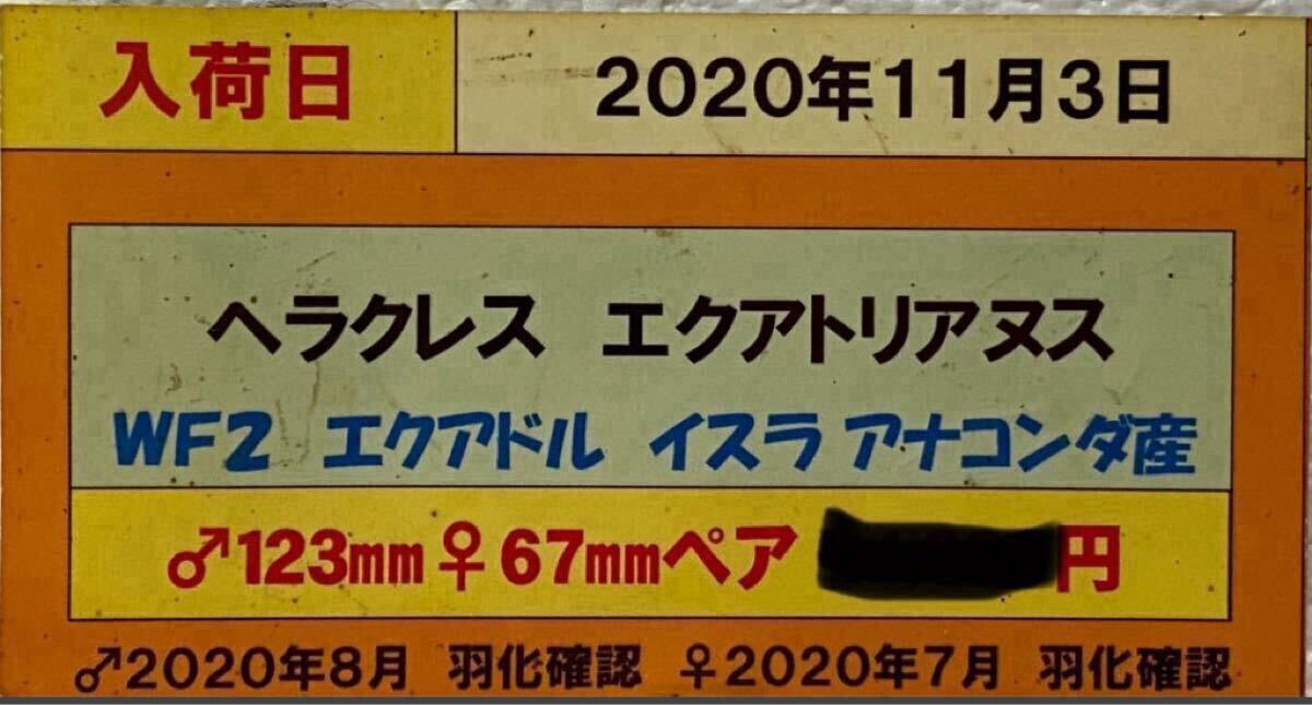 Yahoo!オークション - ヘラクレスエクアトリアヌス 新成虫 WF4 オス単...