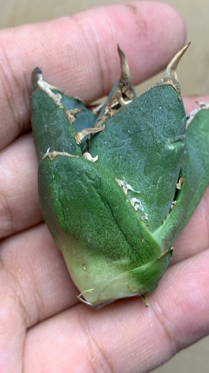 Yahoo!オークション - b168 多肉植物 アガベ チタノタ 黑桃 強棘 狂刺