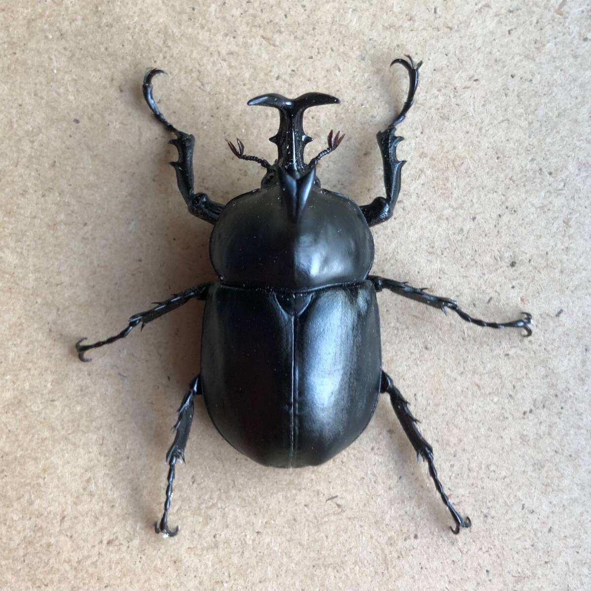 Yahoo!オークション - ダビディスカブト 成虫ペア CBF2