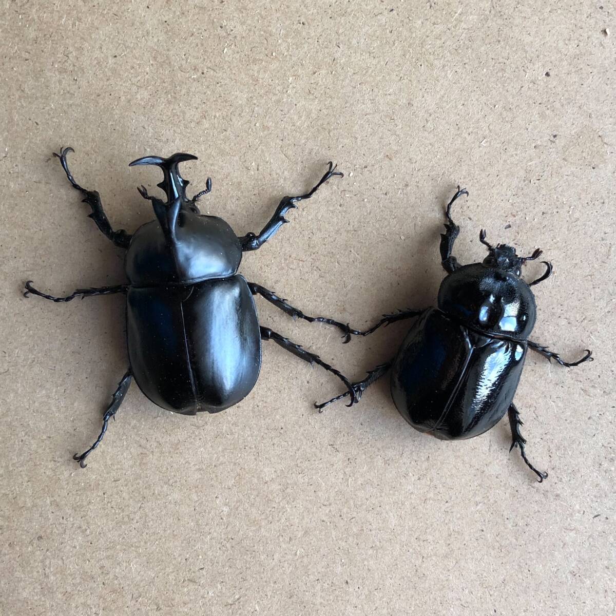 Yahoo!オークション - ダビディスカブト 成虫ペア CBF2 ①