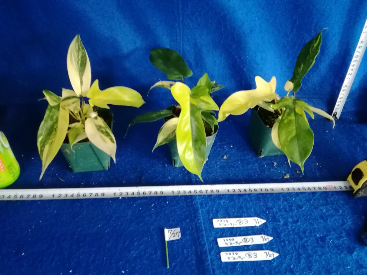 Yahoo!オークション - NO.0727 斑入り 古典 フィロデンドロン フロリダ...