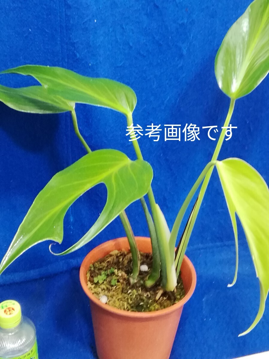 Yahoo!オークション - NO.0705 古典 monstera burle marx's flame モン...