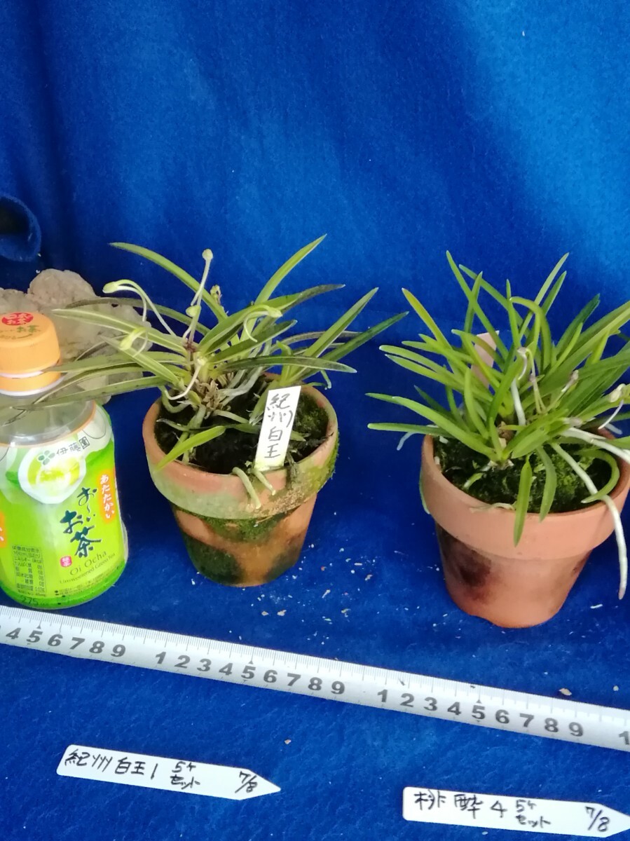 Yahoo!オークション - No.0708 山野草 斑入り 古典 ラン 風蘭 紀州白王...