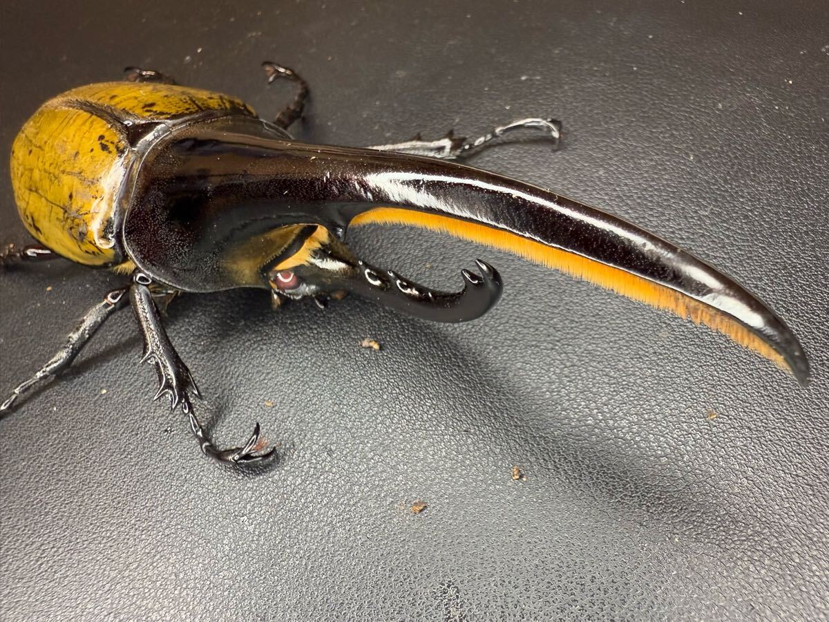 Yahoo!オークション - DHヘラクレス レッドアイ オス 152mm RR ヘラク...