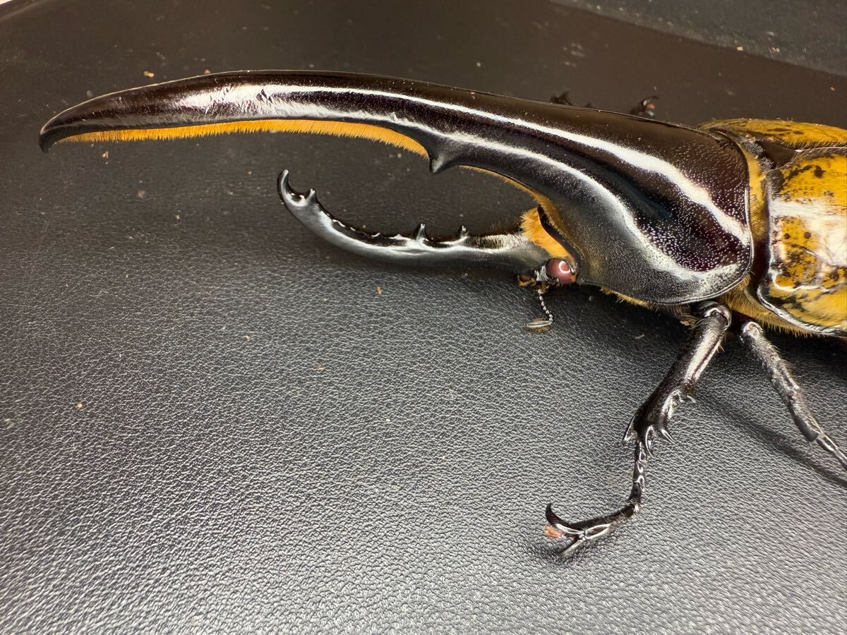 Yahoo!オークション - DHヘラクレス レッドアイ オス 152mm RR ヘラク...